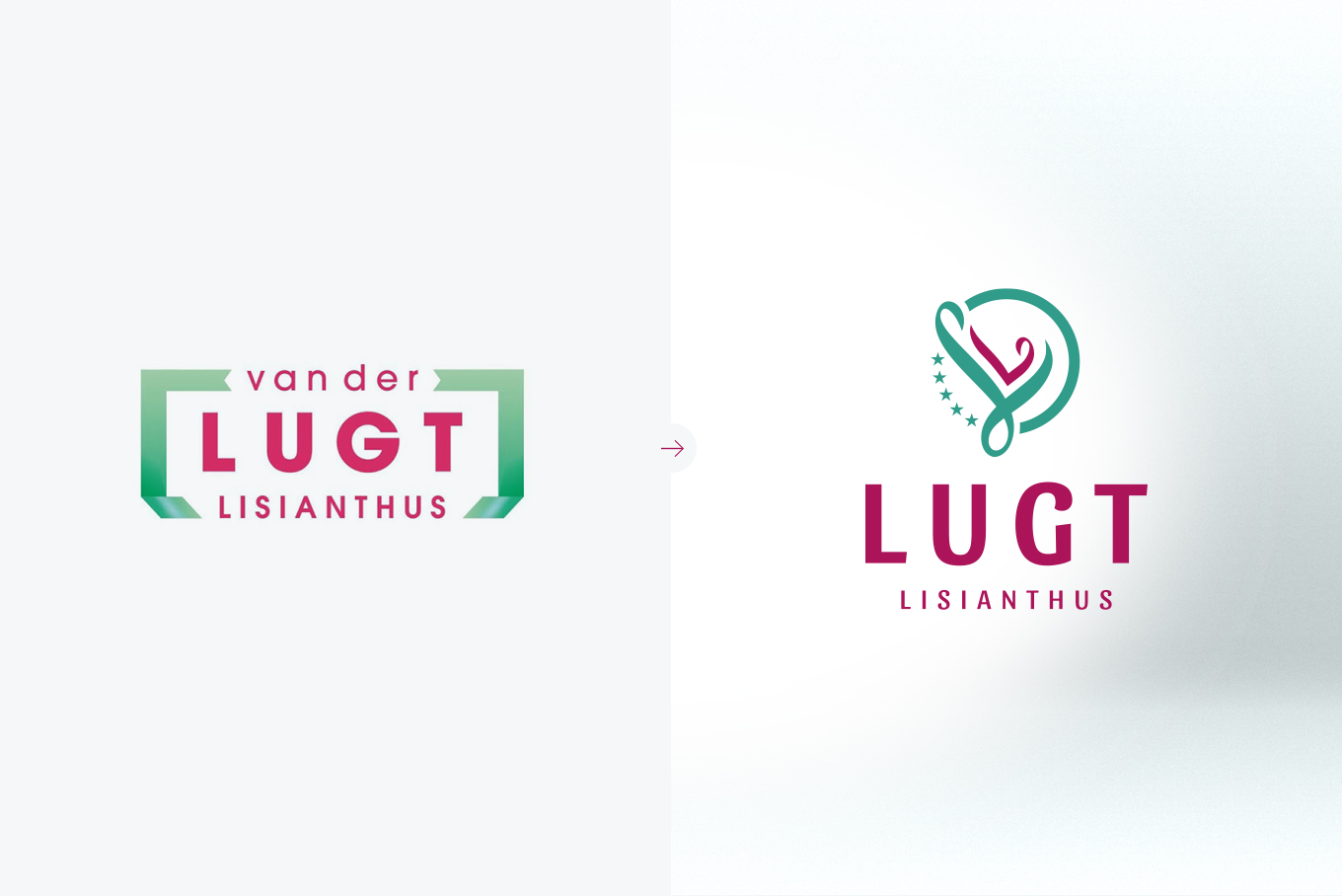 Lugt Lisianthus - Panorama Studios